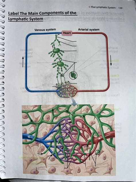 Chapter F The Lymphatic System Key Terms And Definitions Flashcards Quizlet