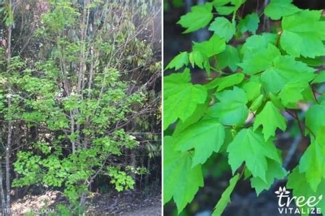 18 Different Types Of Maple Trees Identifying Features