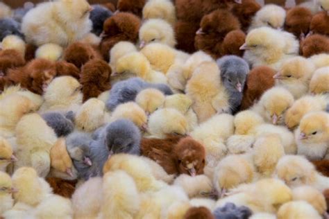 The Ultimate Guide To Sex Link Chickens As Backyard Poultry