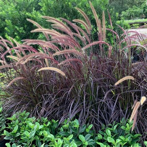 Grass Pennisetum Red Fountain Ornamental Grass In 10 In 3 Gal Grow