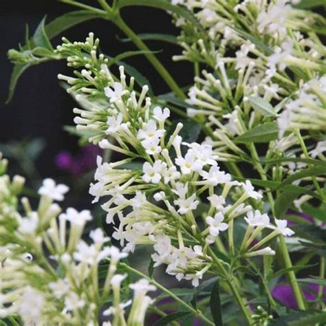 Buddleja Snow White Caragh Nurseries