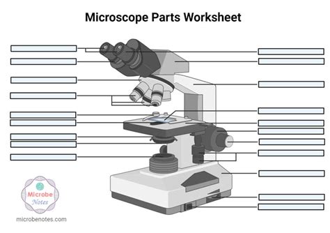 Microscope Parts Labeling Worksheet With Answer Key