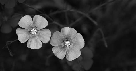 고립된 교활한 그래픽 깨지기 쉬운 꽃 꽃무늬 꽃잎 단순한 대조 대칭 렌즈 매크로 미니멀리스트 블랙 앤 화이트 비주얼 빈티지 섬세한 세피아