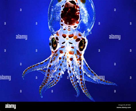 Last Planktonic Stage Of Common Octopus Larva Octopus Vulgaris It Is
