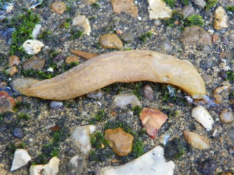 Yellow Garden Slug