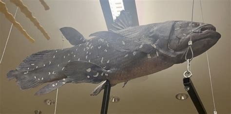 Class Sarcopterygii Flashcards Quizlet