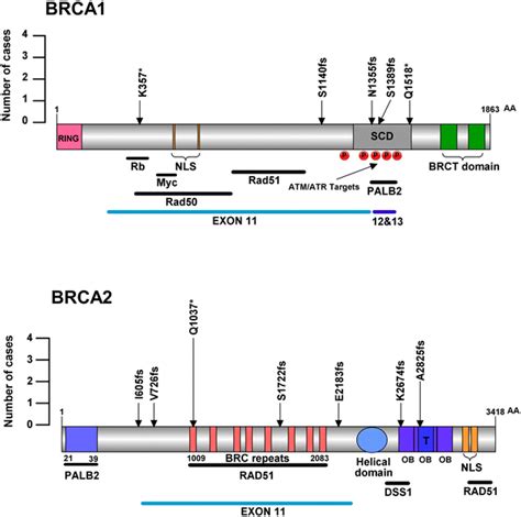 Schematic Representation Of Brca1 And Brca2 Deleterious Germline Download Scientific Diagram