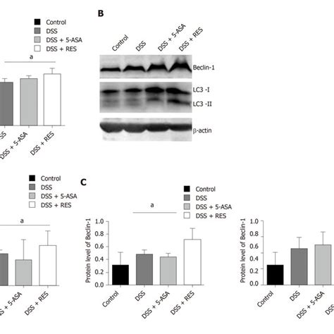 Histological Staining Showed Colitis Induced Dysfunction A Dextran