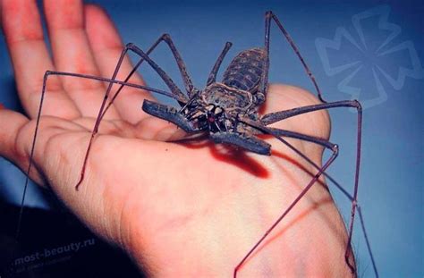 Фрины классификация описание фото и факты Паукообразные Смешные хомячки Паук