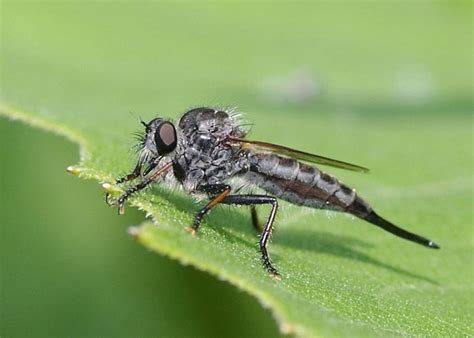 Robber Fly Bite