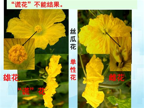4 1 1花的结构和类型（第二课时）课件 共25张ppt 济南版生物八年级上册 21世纪教育网