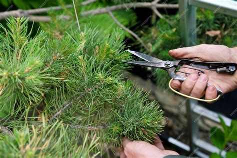 Premium Photo Gardener Pruning A Pine Tree With Scissors In The Garden