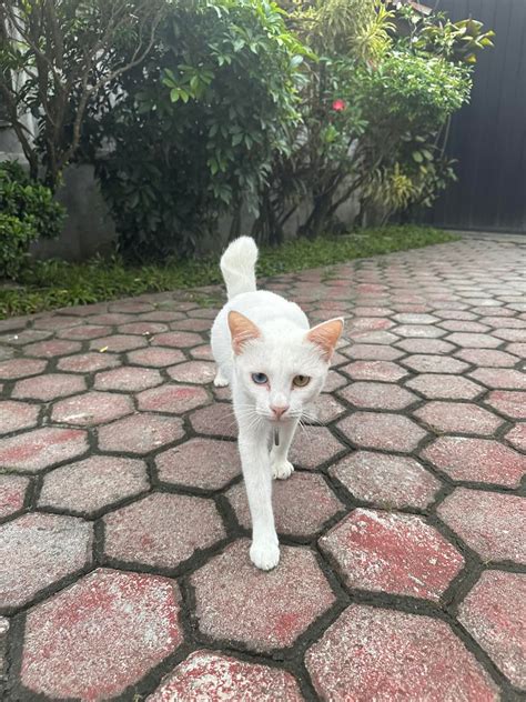 On The Way Para Kumain Ng Ipis R Catsofrph