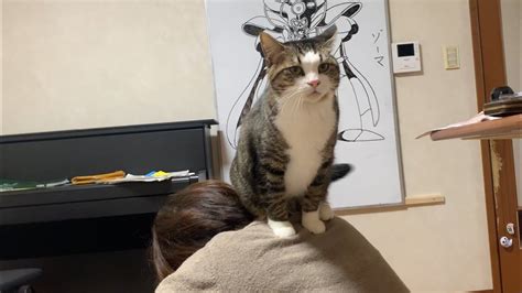 猫が背中に乗るまでの過程を再現してくれました Youtube