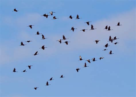 푸른 하늘을 배경으로 날아다니는 학떼 · 무료 스톡 사진