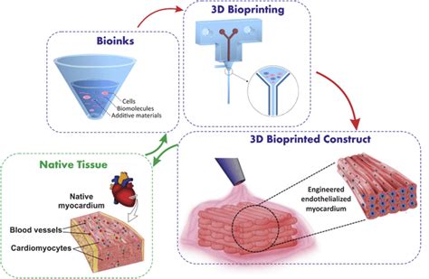 Schematic Representation Of The Procedure For Design And Biofabrication Download Scientific