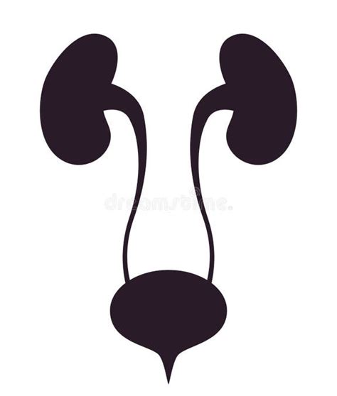 Urinary System Anatomy Incontinence Biology Infection Uti Ureter