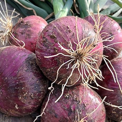 더디오25년산 단단한 국내산 황토밭 무안 햇 자색양파