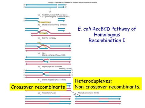 Ppt E Coli Recbcd Pathway Of Homologous Recombination I Powerpoint Presentation Id6529282