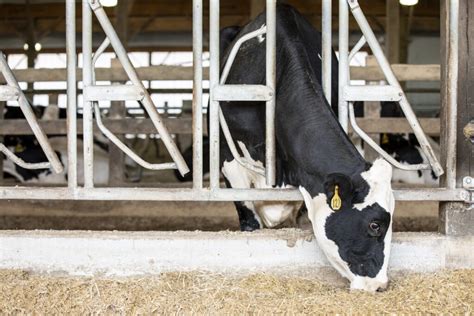 Tackling Enteric Methane At Its Source — Inside The Cow World Without
