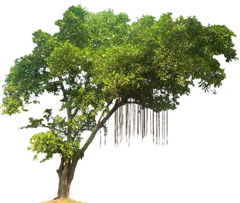 Tree PNG Top View Transparent Tree Top View PNG Images PlusPNG