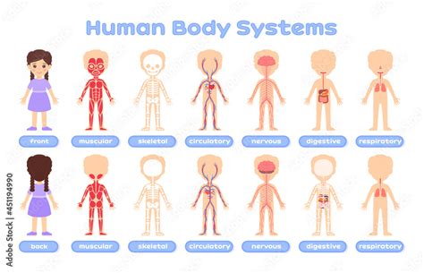 Excretory System Human Body Animation Video By