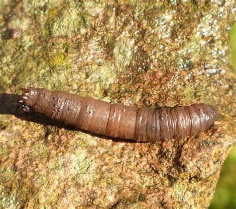 Tipulidae Cranefly Larva Naturespot