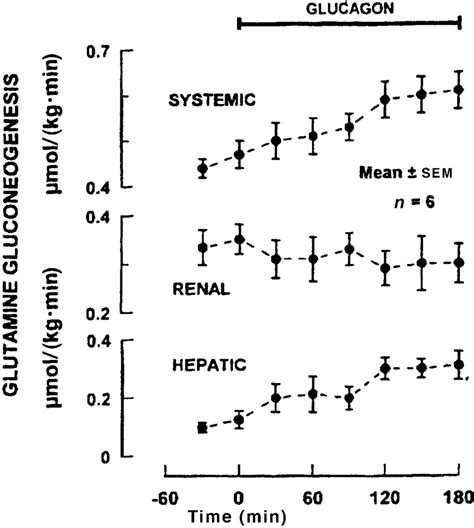 Effects Of Glucagon On Systemic Renal And Hepatic Glutamine Download Scientific Diagram