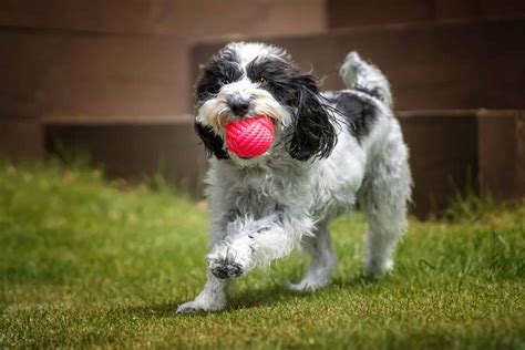 Cockapoo Prices 2023 Purchase Cost Vet Bills And More