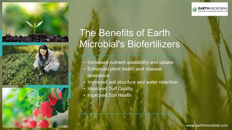 Harnessing The Power Of Microbial Inoculants As Biofertilizers Pptx