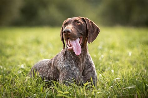 Anyone Have A German Shorthaired Pointer
