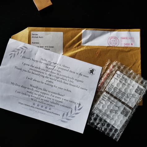 Jumbo Black Mulberry Sapling Grafted Ready To Plant With Tuberous