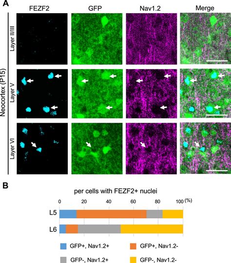 Figures And Data In Scn1a Gfp Transgenic Mouse Revealed Nav1 1 Expression In Neocortical