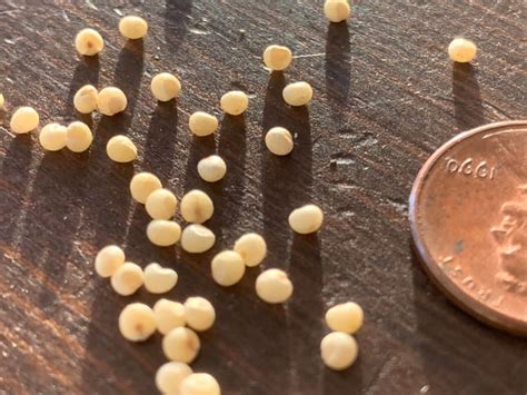 What Are These Tiny Hard Balls I Found Behind My Dresser Drawer R