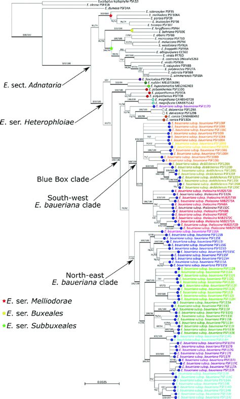Maximum Likelihood Phylogeny Including All Samples Of Eucalyptus Sect Download Scientific