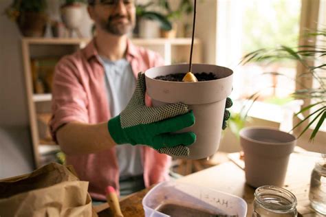 Planter un Noyau d Avocat Transformez Votre Intérieur Troc aux Plantes