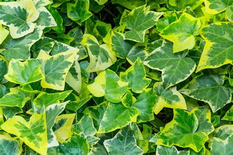 A Complete Care Guide To Ivy Plants Plantglossary