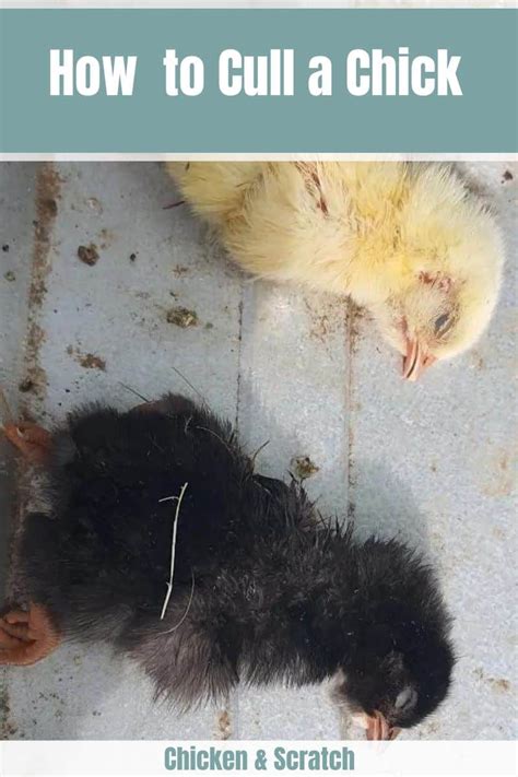 4 Ways To Cull A Chick Step By Step Guides