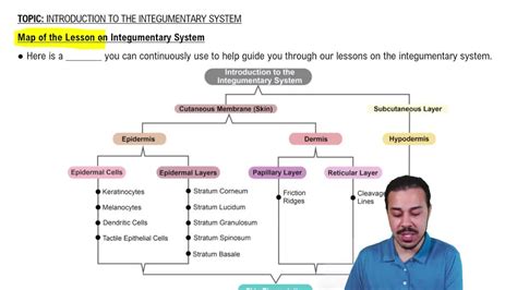 Cutaneous Membrane