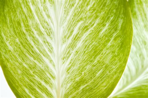 Premium Photo Leaf Background