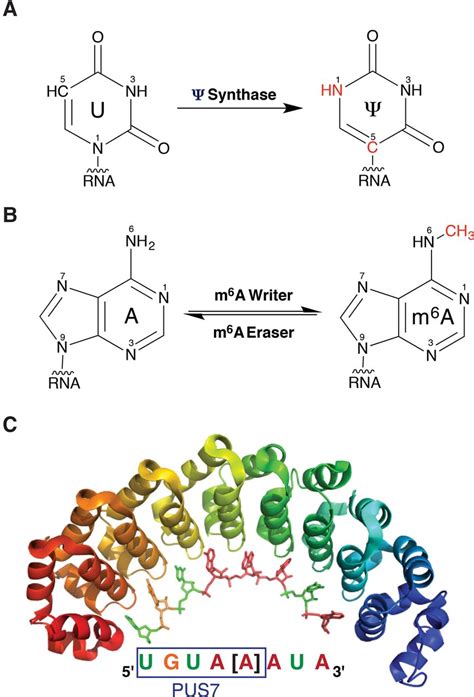 Pseudouridine And N6 Methyladenosine Modifications Weaken Puf Protein Rna Interactions