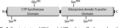 Figure 3 From Ctp Synthetase And Its Role In Phospholipid Synthesis In The Yeast Saccharomyces