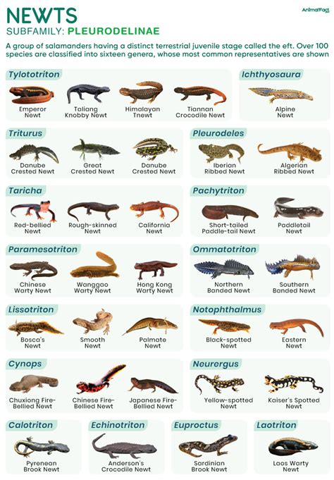 Newt Types Characteristics Habitat Diet Lifespan And Life Cycle