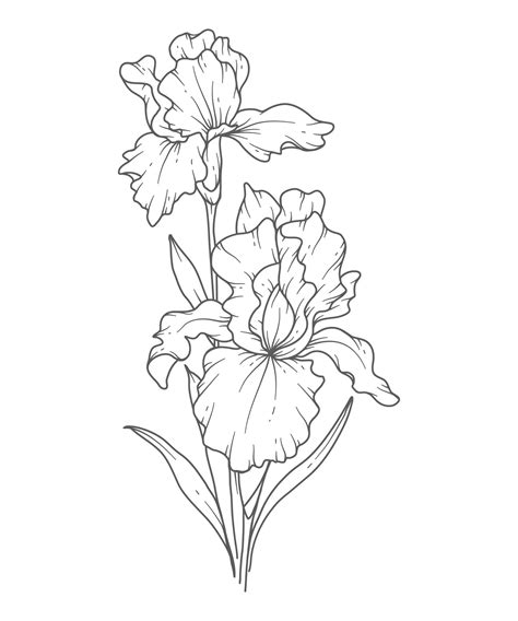 Iris Flower Line Art Iris Outline Illustration February Birth Month Flower Iris Outline