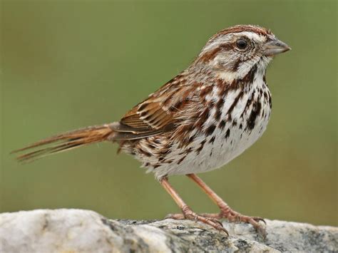 Photos And Videos For Song Sparrow All About Birds Cornell Lab Of
