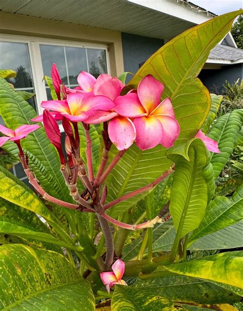 Plumeria Cutting Tropical Flowering Plant Frangipani Plumeria Spp