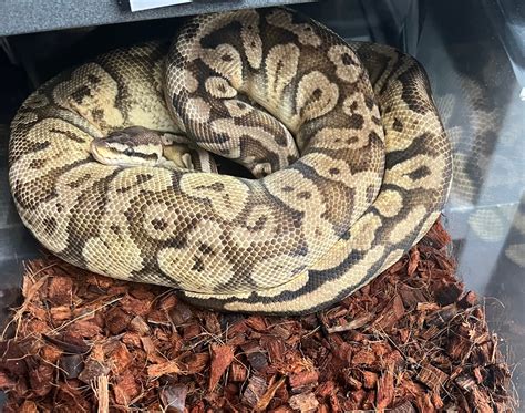 Super Pastel Het Hypo Ball Python By Ancestral Royal Pythons Morphmarket