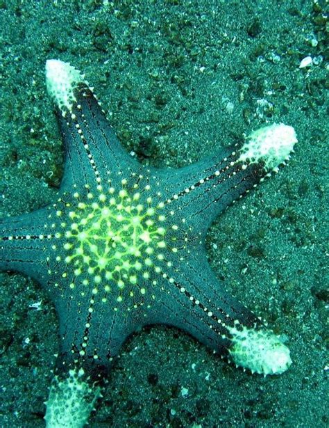 Bioluminescent Starfish