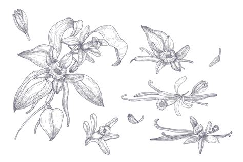 The Fascinating History Of The Vanilla Bean Vanilla Bean Kings