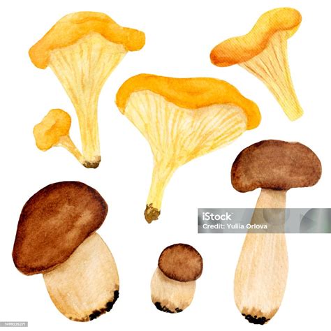 수채화 식물학 컬렉션 다양한 버섯 살구버섯 포르치노가 흰색 배경에 분리되어 있다 10월에 대한 스톡 벡터 아트 및 기타 이미지